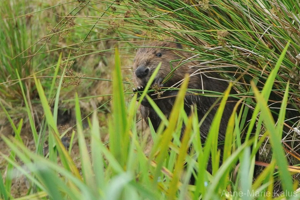 Castor d'Europe : poids, taille, longévité, habitat, alimentation ...