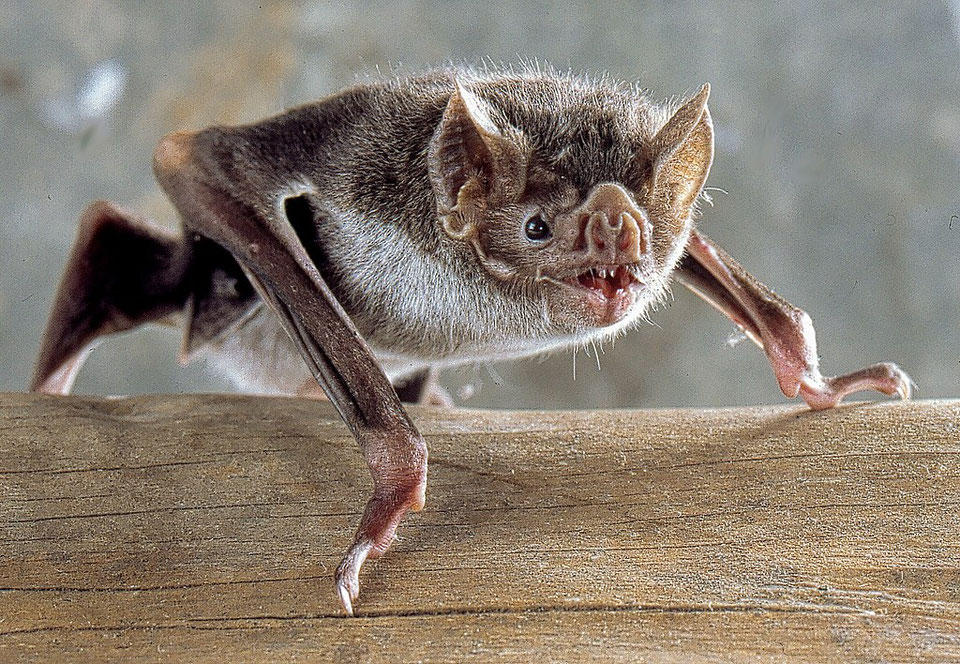 Vampire d'Azara : poids, taille, longévité, habitat, alimentation ...