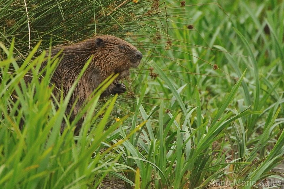 Castor d'Europe : poids, taille, longévité, habitat, alimentation ...