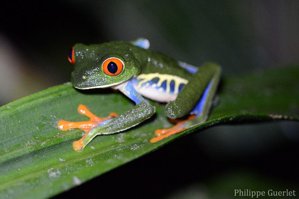 Rainette aux yeux rouges - Dictionnaire des animaux