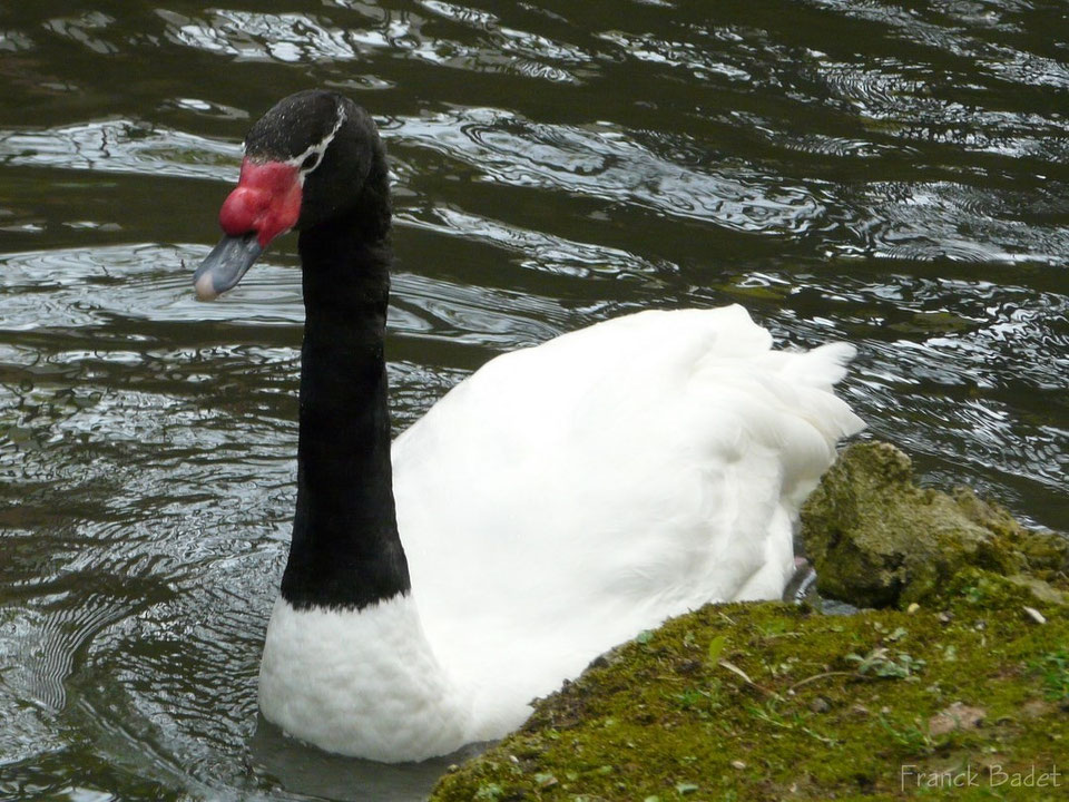 Cygne à cou noir : taille, poids, répartition, reproduction - Dictionnaire des animaux