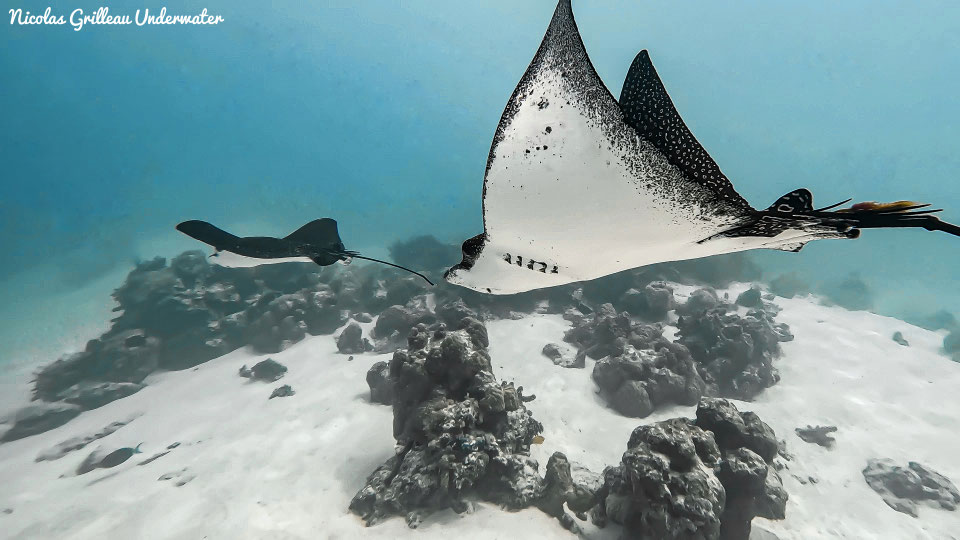 Raie léopard - Dictionnaire des animaux