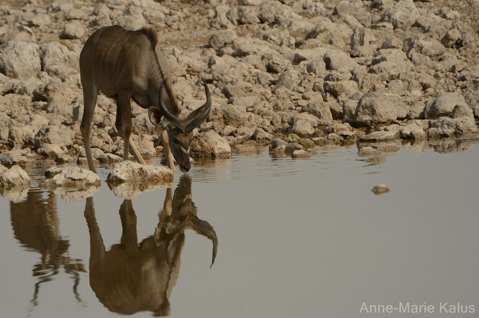Grand koudou : poids, taille, longévité, habitat, alimentation ...