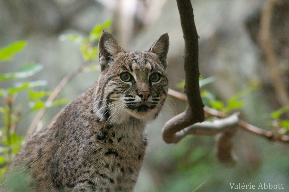 Lynx roux : poids, taille, longévité, habitat, alimentation ...