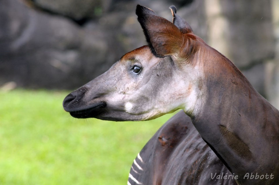 Okapi : poids, taille, longévité, habitat, alimentation - Dictionnaire ...