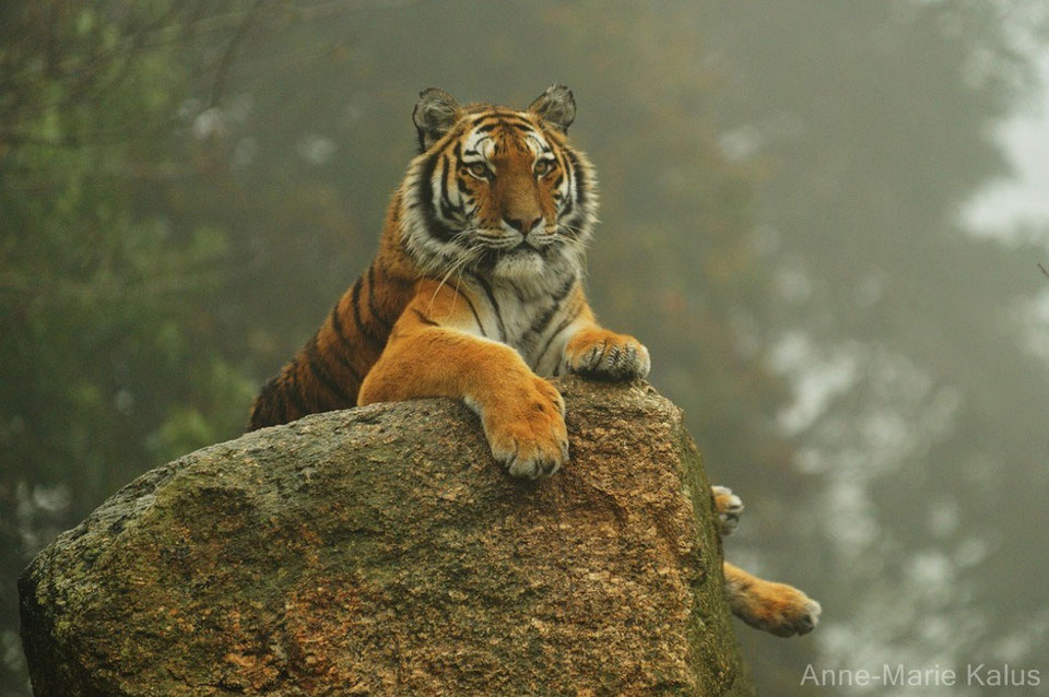 ANIMAUX SAUVAGES - Dictionnaire des animaux