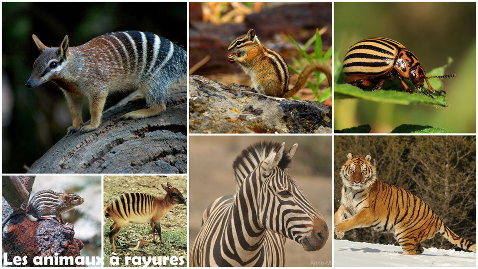 Nasique : poids, taille, longévité, habitat, alimentation ...