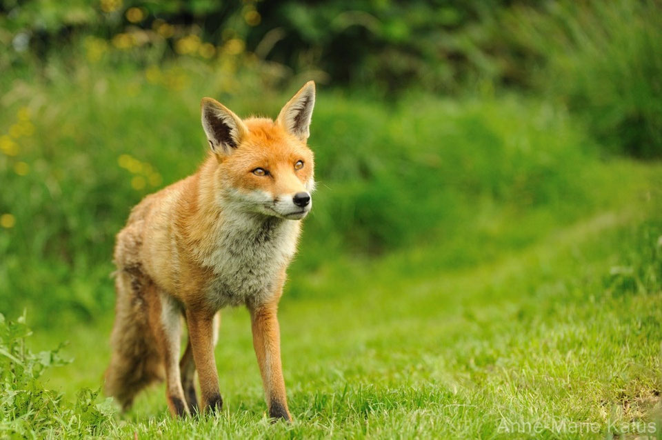 Renard roux : poids, taille, longévité, habitat, alimentation ...