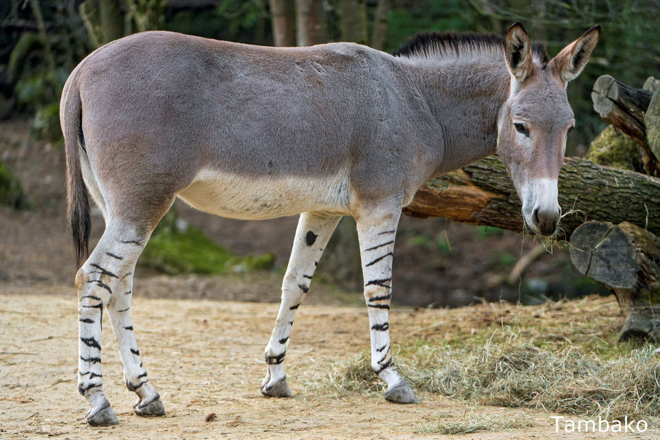 Ane sauvage de Somalie : poids, taille, longévité, habitat ...