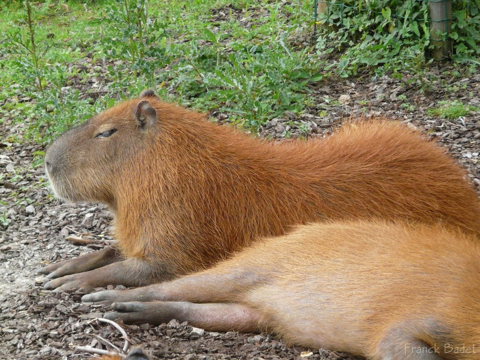 Capybara : poids, taille, longévité, habitat, alimentation ...