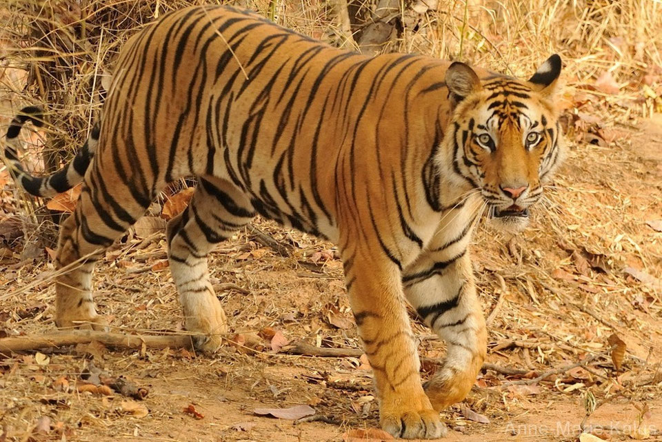 Tigre du Bengale : poids, taille, longévité, habitat, alimentation ...