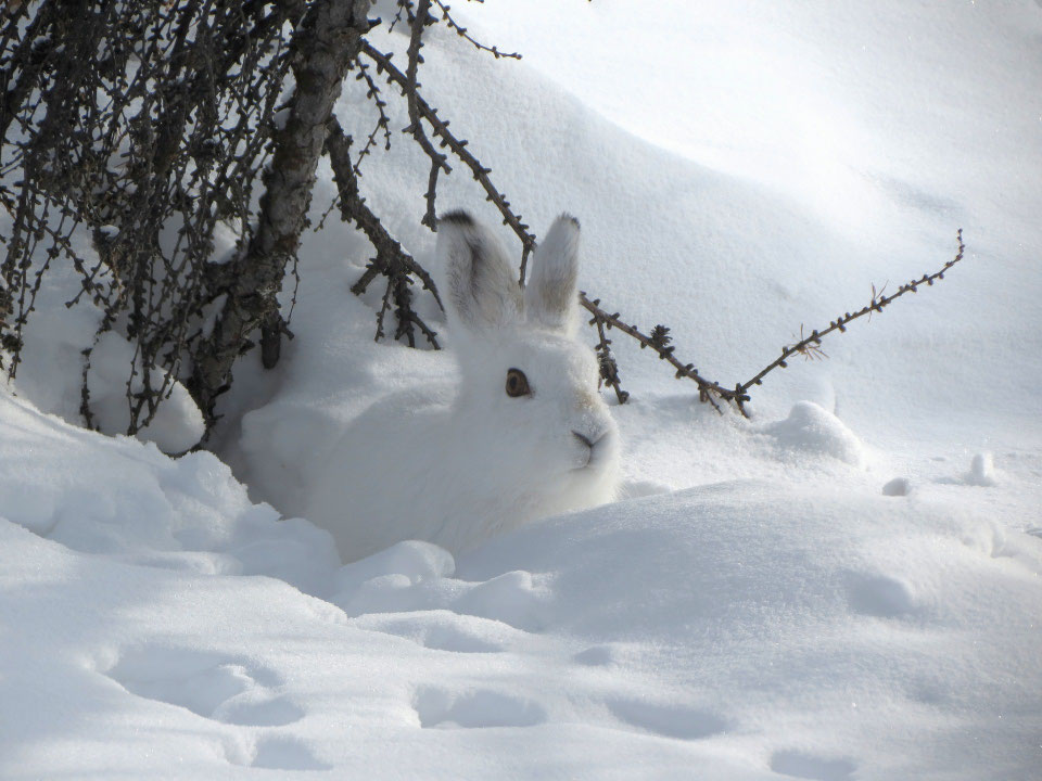 20 magnifiques photos d'animaux dans la neige - Dictionnaire des animaux