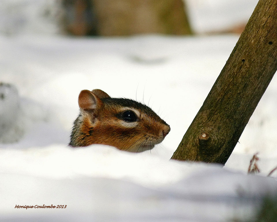 Tamia rayé : poids, taille, longévité, habitat, alimentation ...