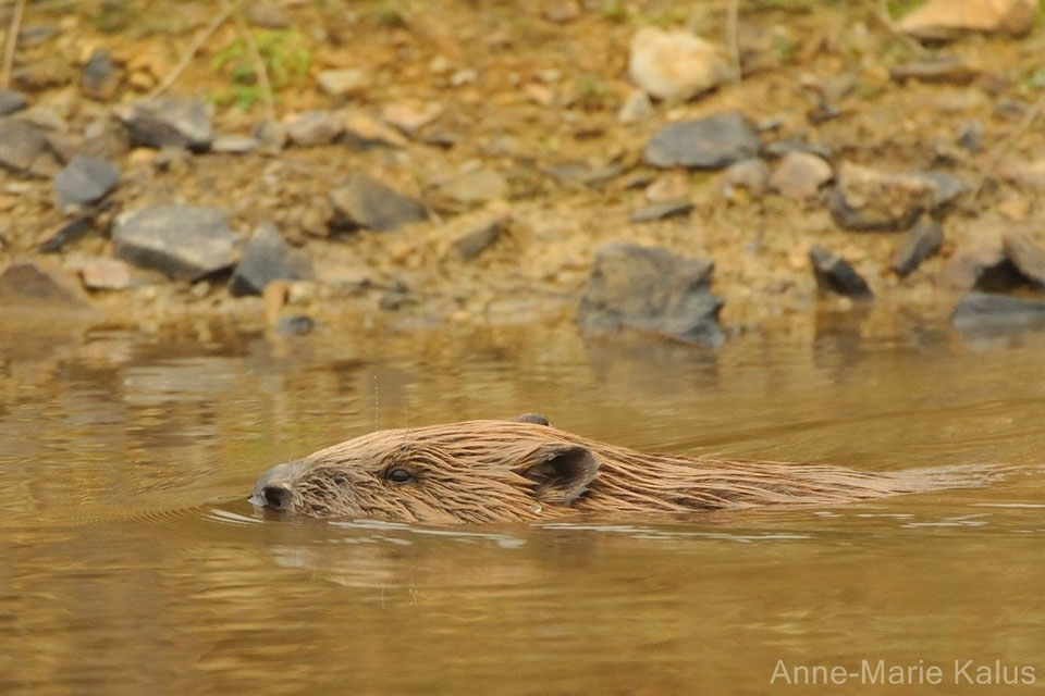 Castor d'Europe : poids, taille, longévité, habitat, alimentation ...