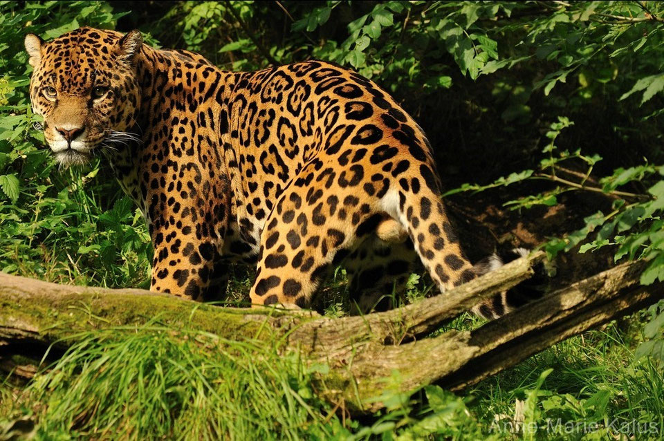 Jaguar : poids, taille, longévité, habitat, alimentation - Dictionnaire ...