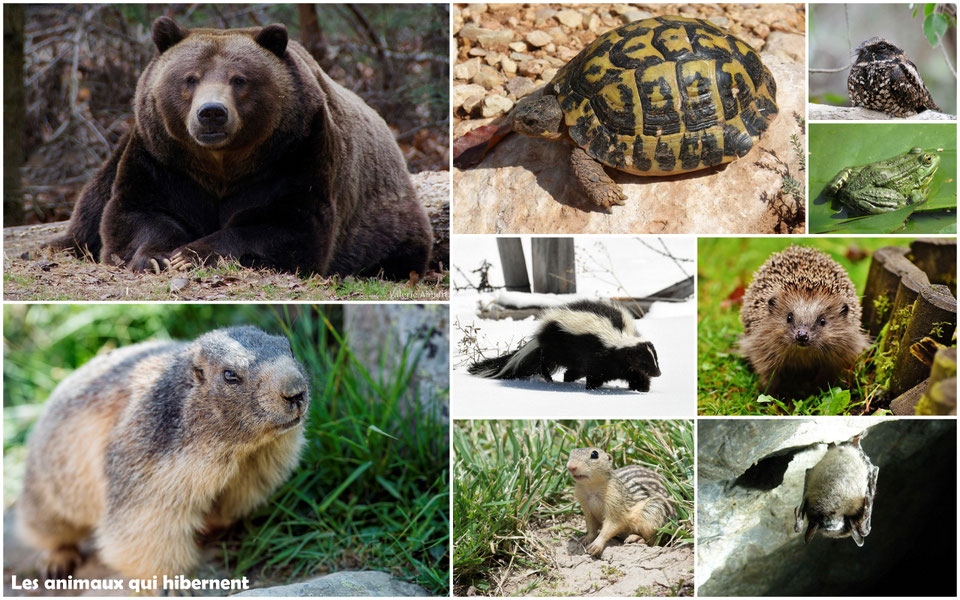 Ces animaux qui hibernent - Dictionnaire des animaux