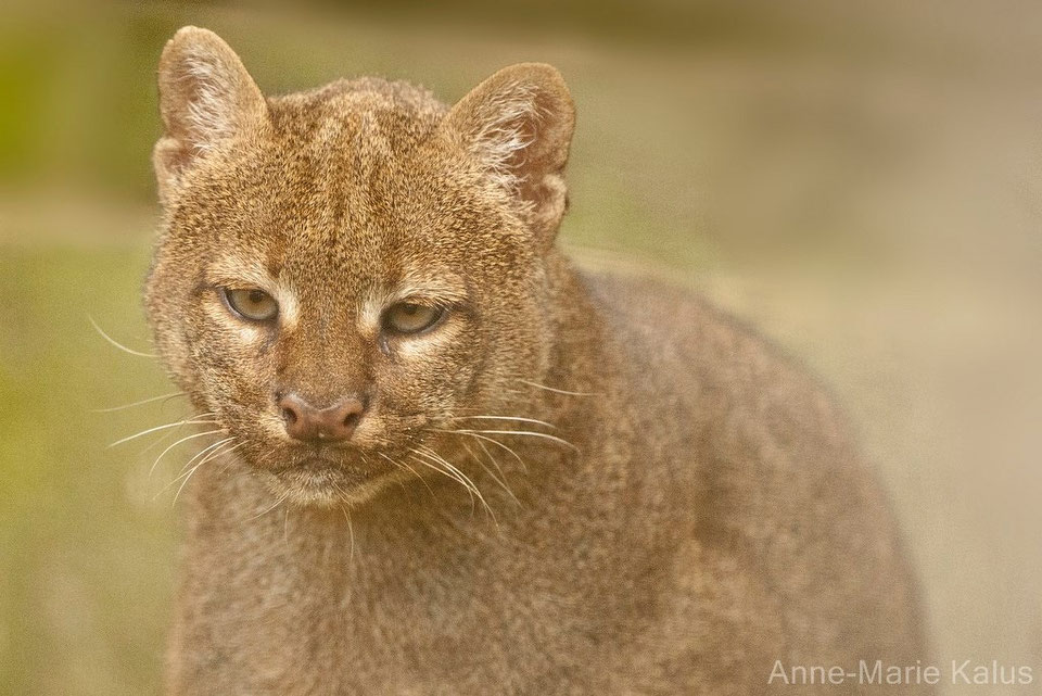 Jaguarondi : poids, taille, longévité, habitat, alimentation ...