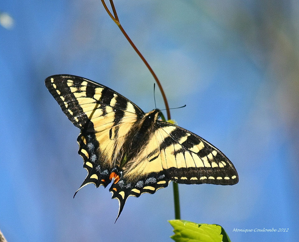 Machaon : taille, poids, habitat, reproduction - Dictionnaire des animaux