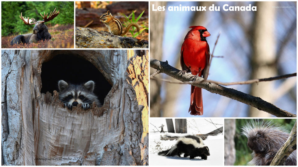 Liste des animaux du Canada - Dictionnaire des animaux