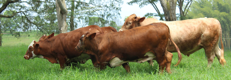 Historia - Origen - asociacionbeefmaster