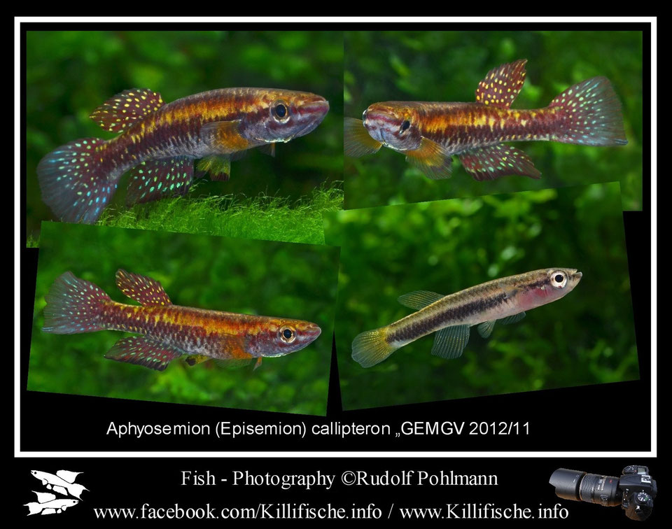 Aphyosemion-group - Killifische Info