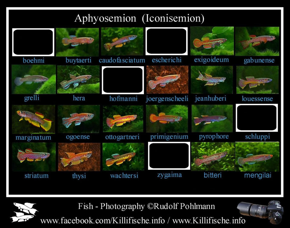 Aphyosemion-group - Killifische Info