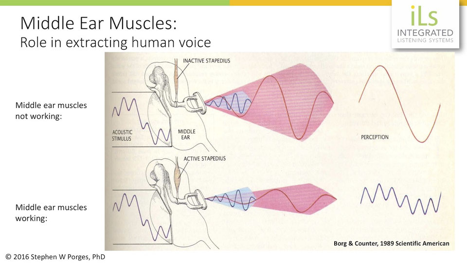 Hyperakusis I warum ist alles ist zu laut? - Privatpraxis Robert Kroll