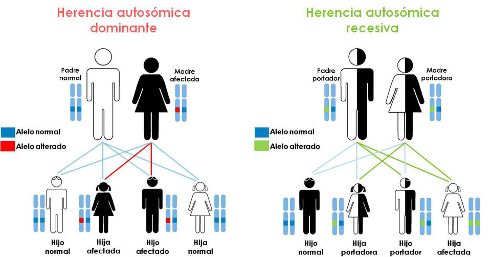 Herencia Ligada Al Sexo Página Web De Livingscience