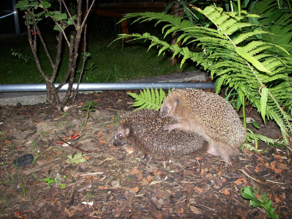 Fortpflanzung - igelgarten-im-zentrums Jimdo-Page!