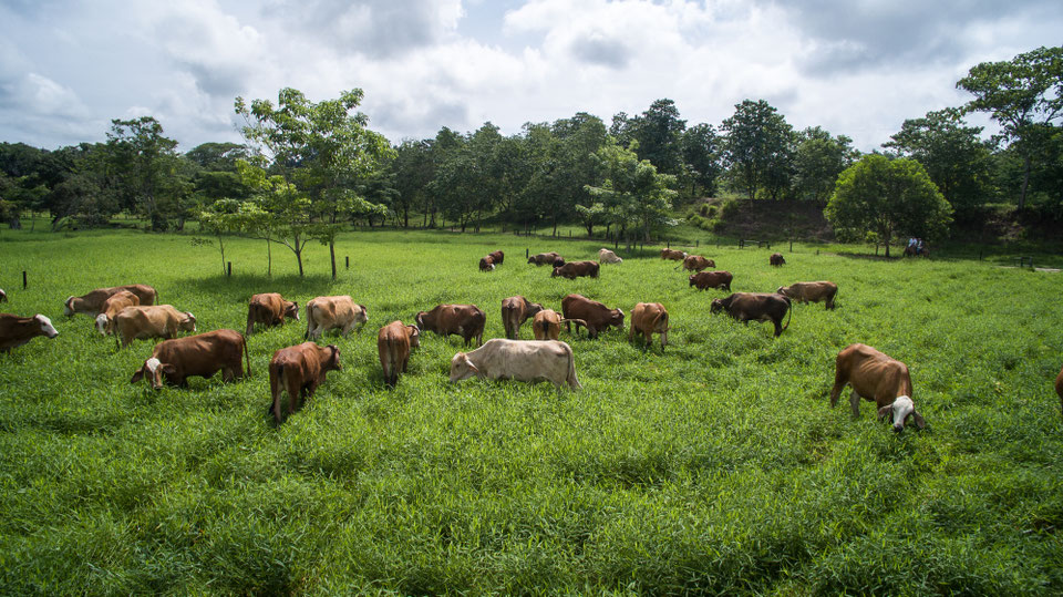 Nuestra Raza Simbrah - Asosimmental - Simbrah Colombia