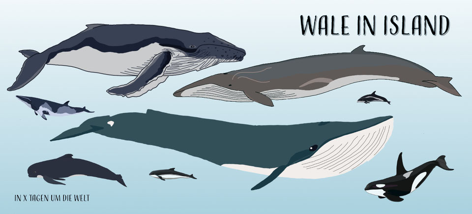 Wale in Island beobachten - X Tage Reiseblog