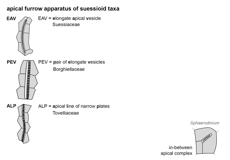 apical structures - dinophytas Webseite!