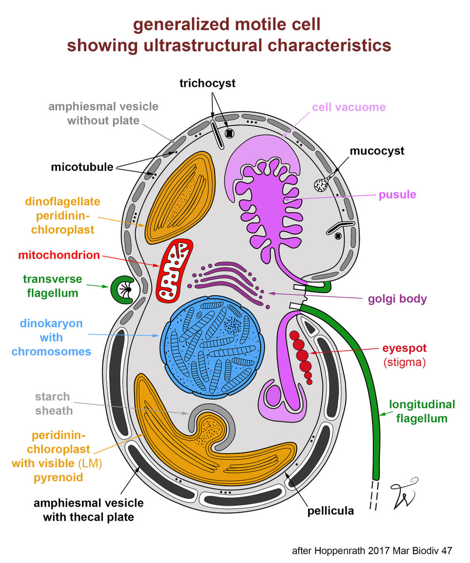 dinoflagellate morphology - dinophytas Webseite!