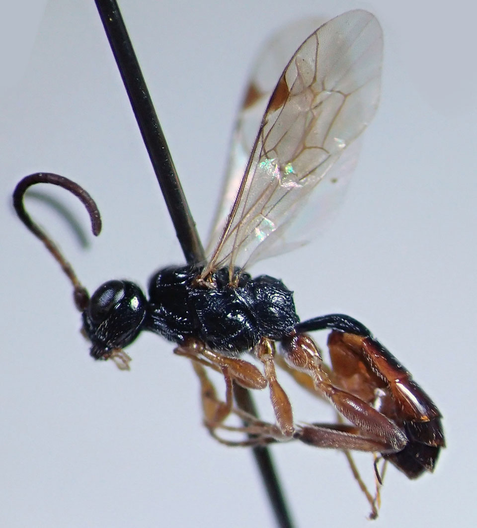 チビトガリヒメバチ亜科 - Information station of Parasitoid wasps