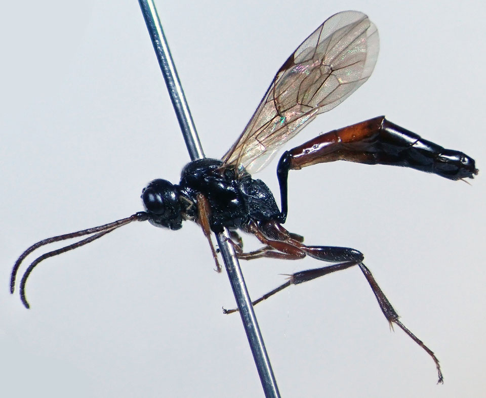 チビトガリヒメバチ亜科 - Information station of Parasitoid wasps