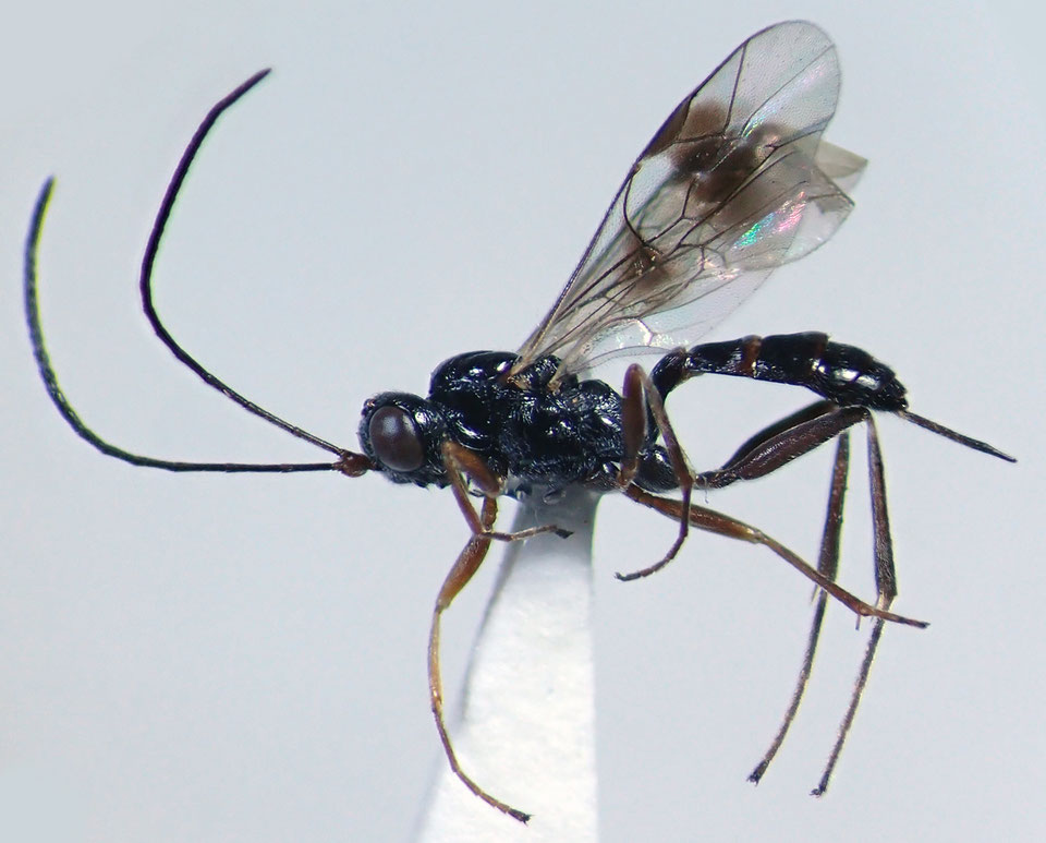 チビトガリヒメバチ亜科 - Information station of Parasitoid wasps