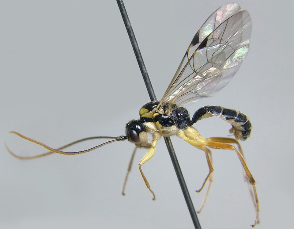 ハバチヒメバチ亜科 Tryphoninae Shuckard, 1840 - Information station of ...