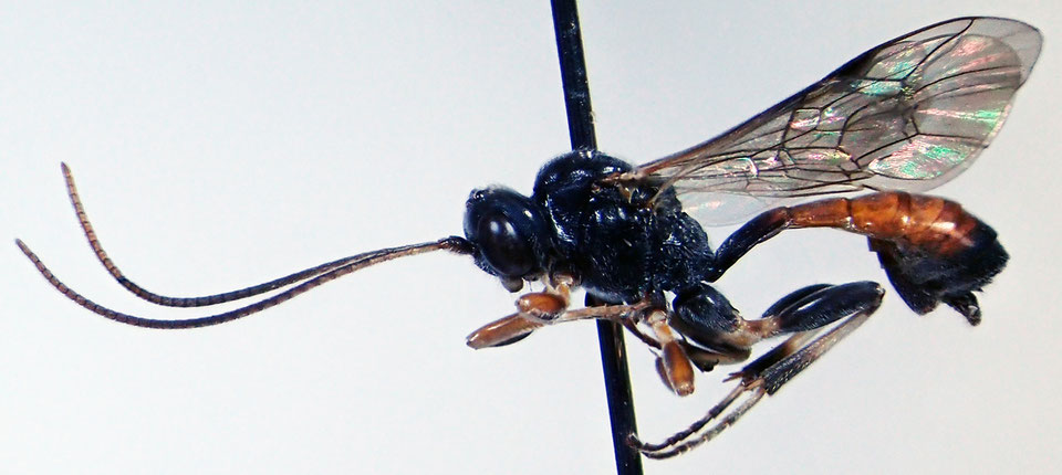 ハバチヒメバチ亜科 Tryphoninae Shuckard, 1840 - Information station of ...