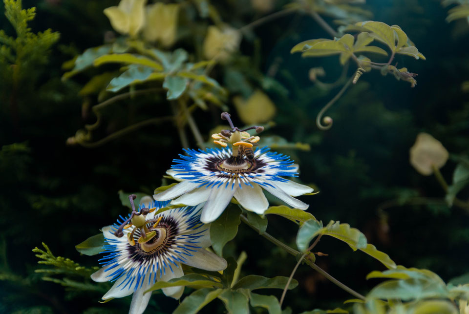 De 10 mooiste bloeiende klimplanten voor volle zon - Lindaschrijfthetop.nl