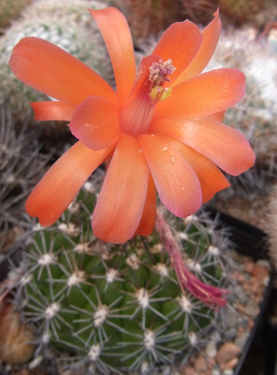 Matucana - Kakteen, Kaktus, Samen kaufen, Pflanzen kaufen, Hilfe, Pflege