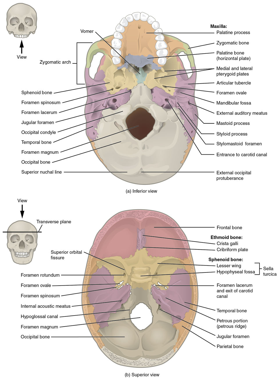 Anatomy of the skull - NeurologyNeeds.com