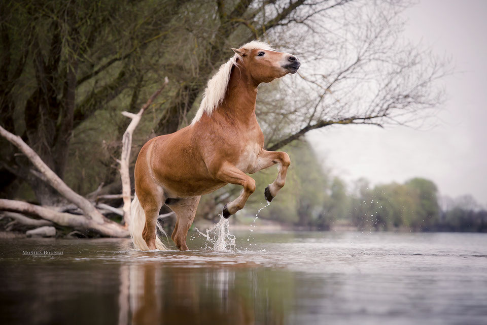 Pferde in der Natur - Monika Bogner Photography