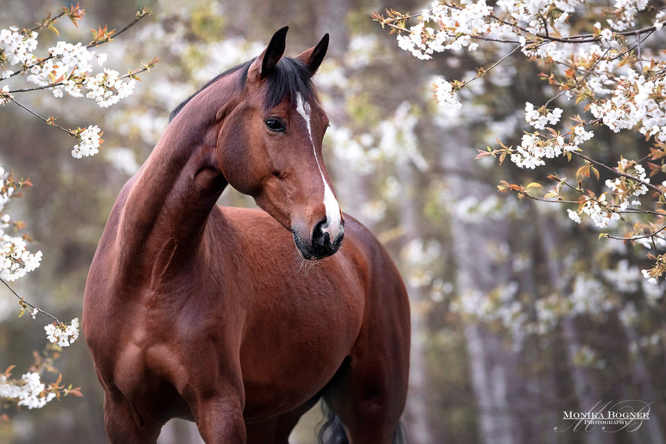 Pferde in der Natur - Monika Bogner Photography