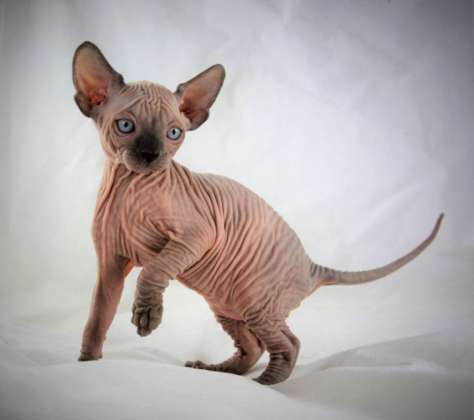 Sphynx Kittens , Sphynx Cats - Indigo Sphynx Kittens - Canadian Sphynx ...