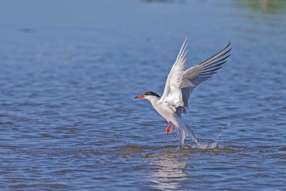 Seeschwalben - Steckbriefe, Vogelstimmen, Bilder - in Deutschland