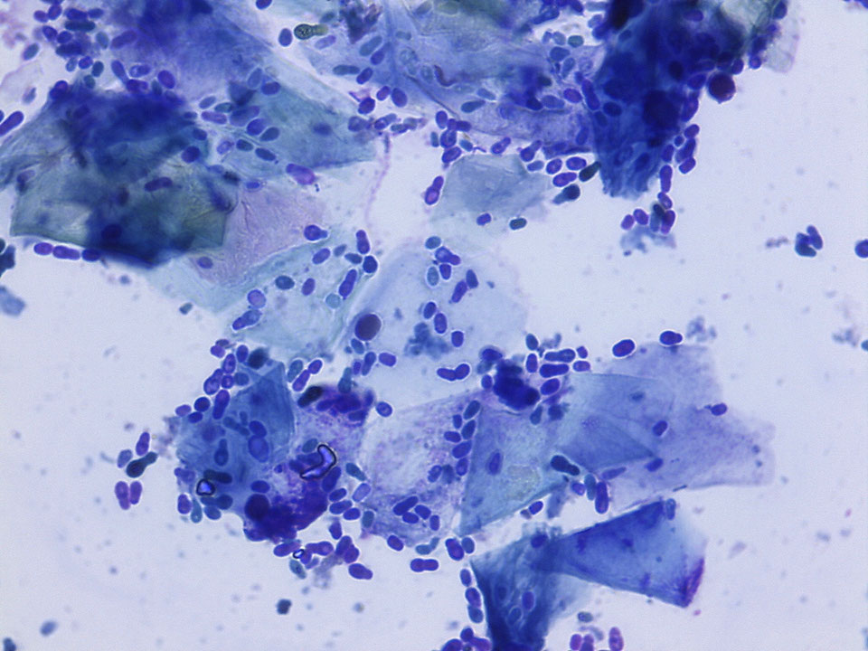 Causes et traitement de l' otite externe du chien - Consultations en ...