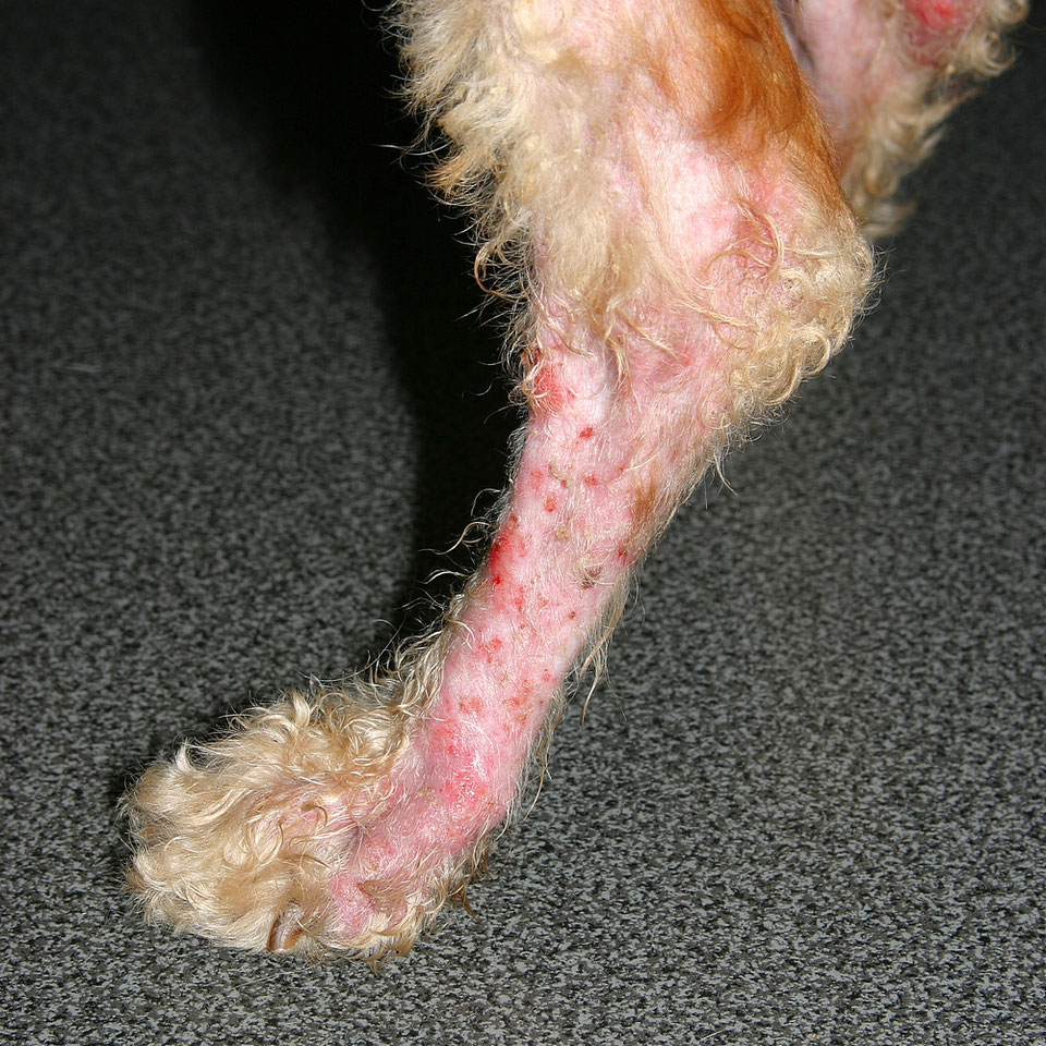 La démangeaison chez le chien - Consultations en Dermatologie Vétérinaire