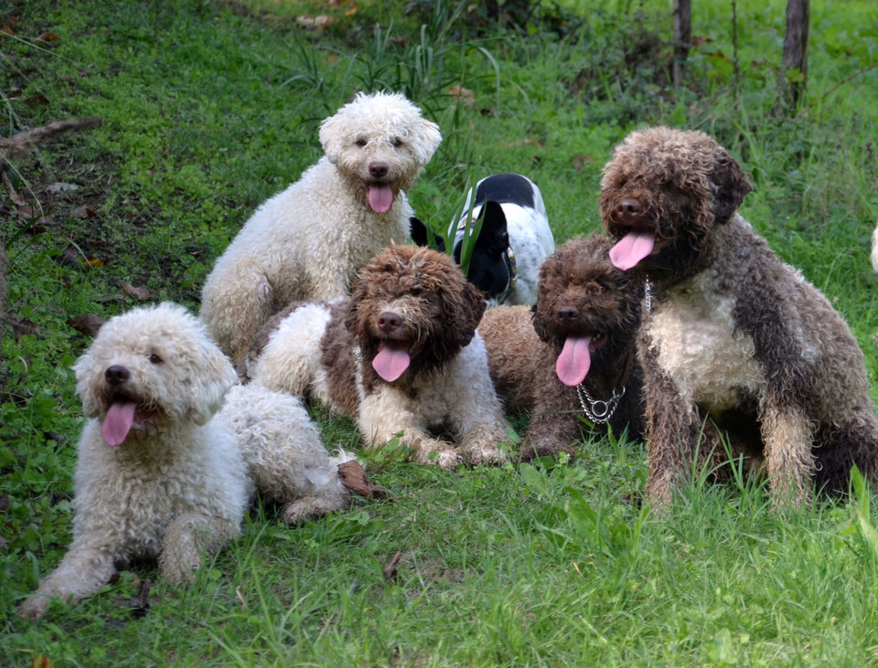 The Different Colors of the Lagotto Romagnolo - Terra Incognita Lagotto ...