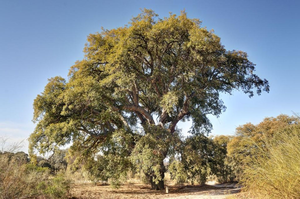 MADRID - Árboles Singulares de la Comunidad de Madrd