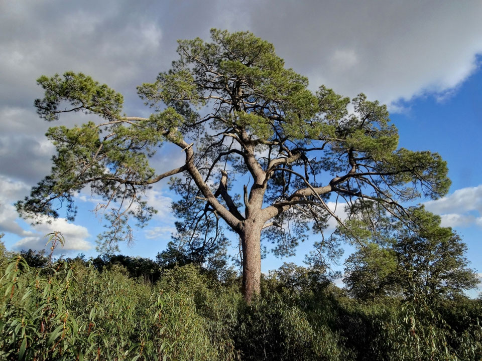 COLMENAREJO - Árboles Singulares de la Comunidad de Madrd